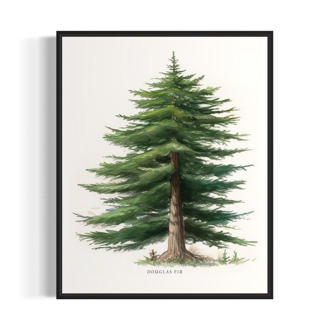 Douglas Fir Tree Art Print, Douglas Fir Tree Wall Art Poster - Etsy