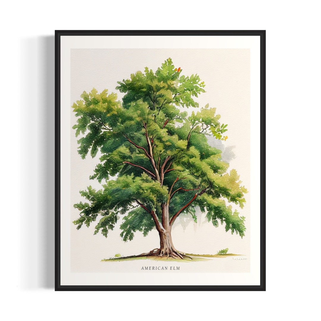 American Elm Tree Art Print, American Elm Tree Wall Art Poster - Etsy