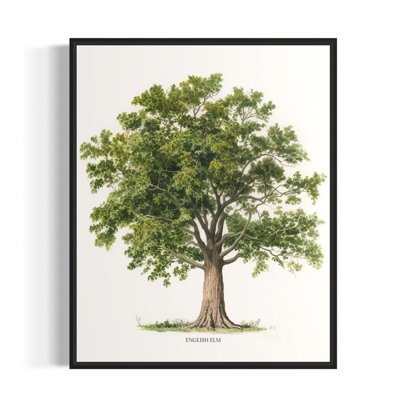 Elm Tree - Etsy