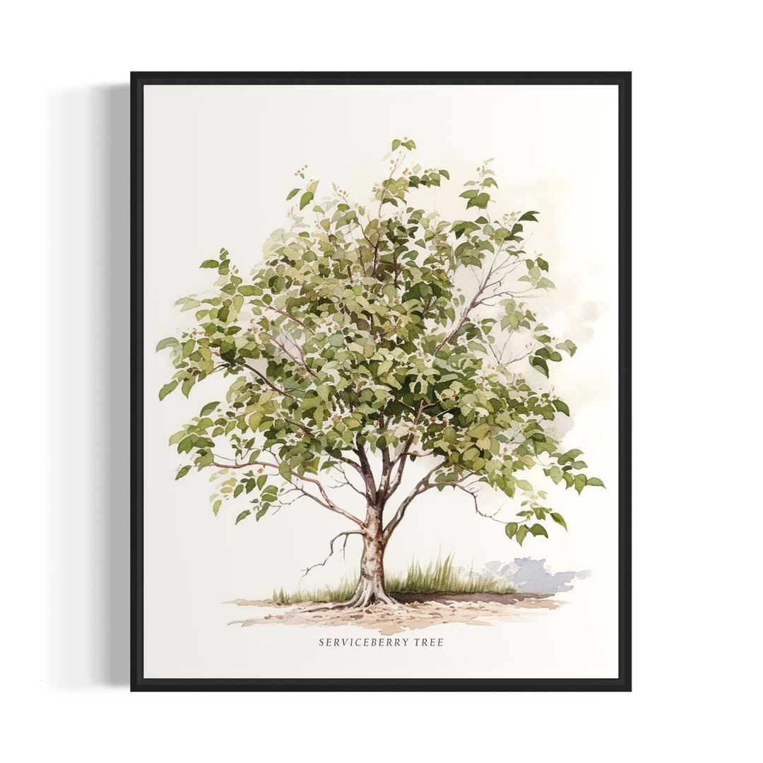 Serviceberry Tree Art Print, Serviceberry Tree Wall Art Poster - Etsy