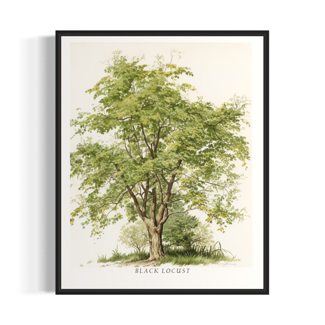 Black Locust Tree Art Print, Black Locust Tree Wall Art Poster - Etsy