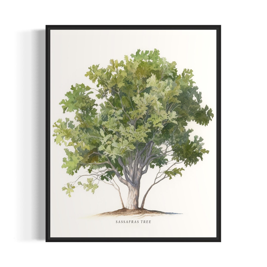 Sassafras Tree Art Print, Sassafras Tree Wall Art Poster - Etsy