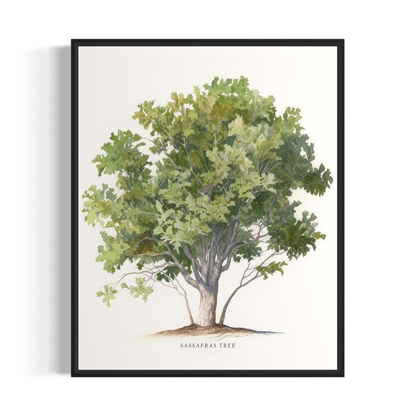 Sassafras - Etsy
