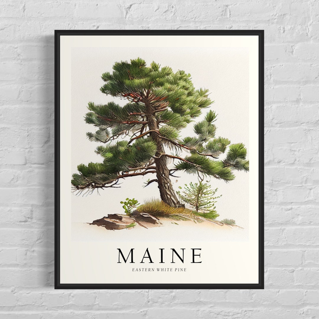 Maine State Tree Art Print, Eastern White Pine Tree Wall Art, State ...