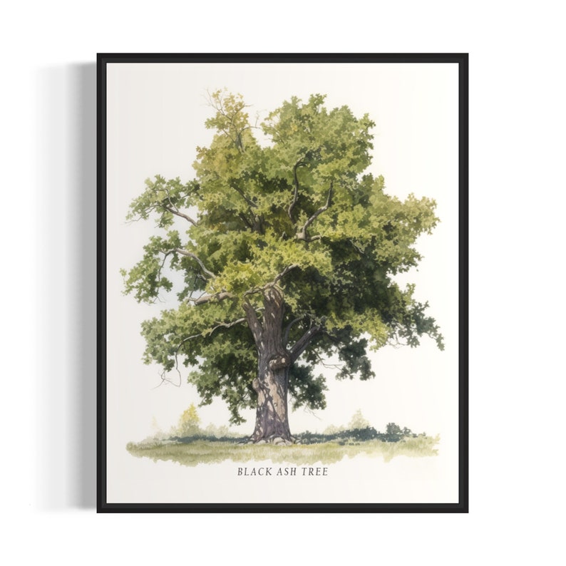 Black Ash Tree Art Print Black Ash Tree Wall Art Poster - Etsy