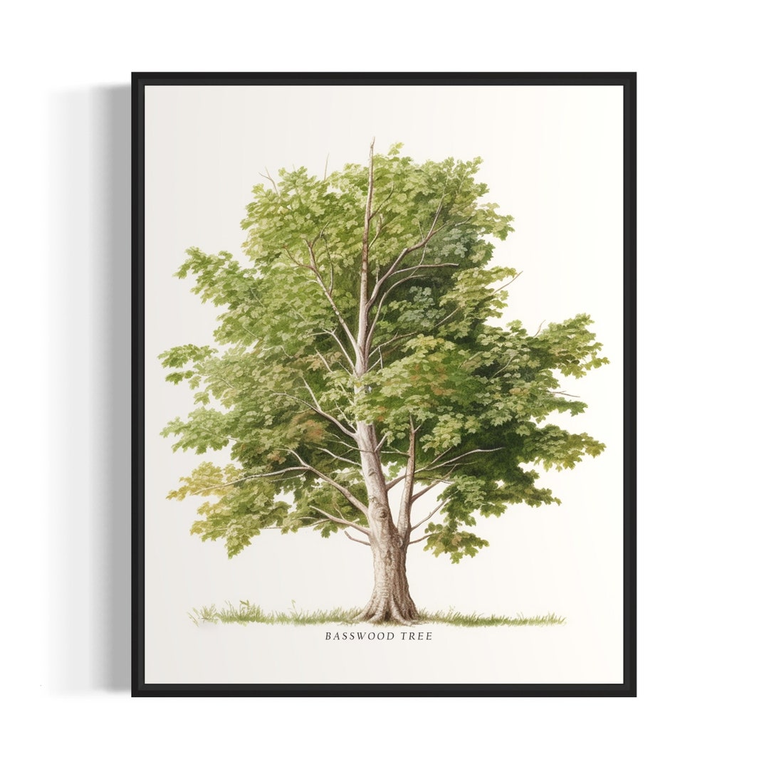 Basswood Tree Art Print, Basswood Tree Wall Art Poster - Etsy
