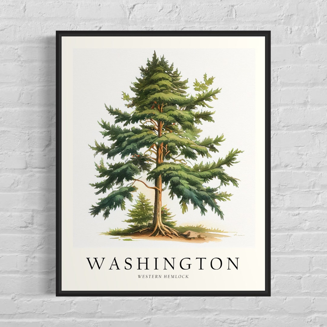 Washington State Tree Art Print, Western Hemlock Tree Wall Art, State ...