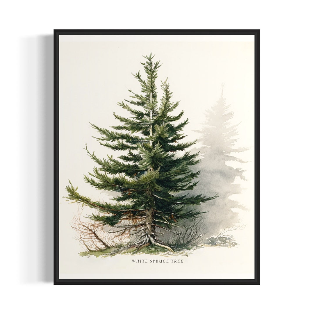 White Spruce Tree Art Print, White Spruce Tree Wall Art Poster - Etsy