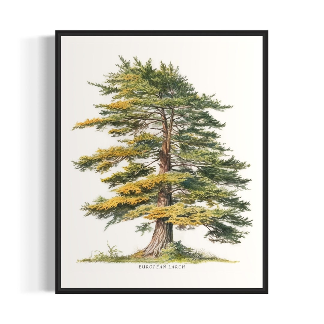 European Larch Tree Art Print, European Larch Tree Wall Art Poster - Etsy