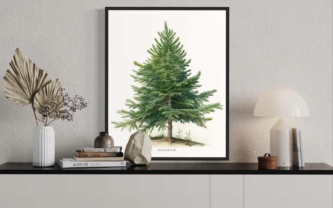 Balsam Fir Tree Art Print, Balsam Fir Tree Wall Art Poster - Etsy