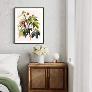 Ohio Buckeye Tree Art Print, Ohio Buckeye Tree Wall Art Poster - Etsy