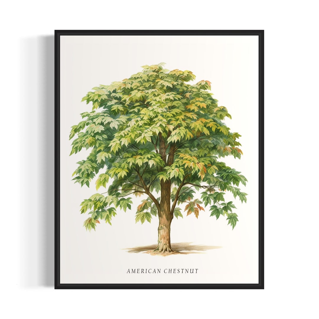 American Chestnut Tree Art Print, American Chestnut Tree Wall Art ...