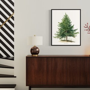 Balsam Fir Tree Art Print, Balsam Fir Tree Wall Art Poster - Etsy