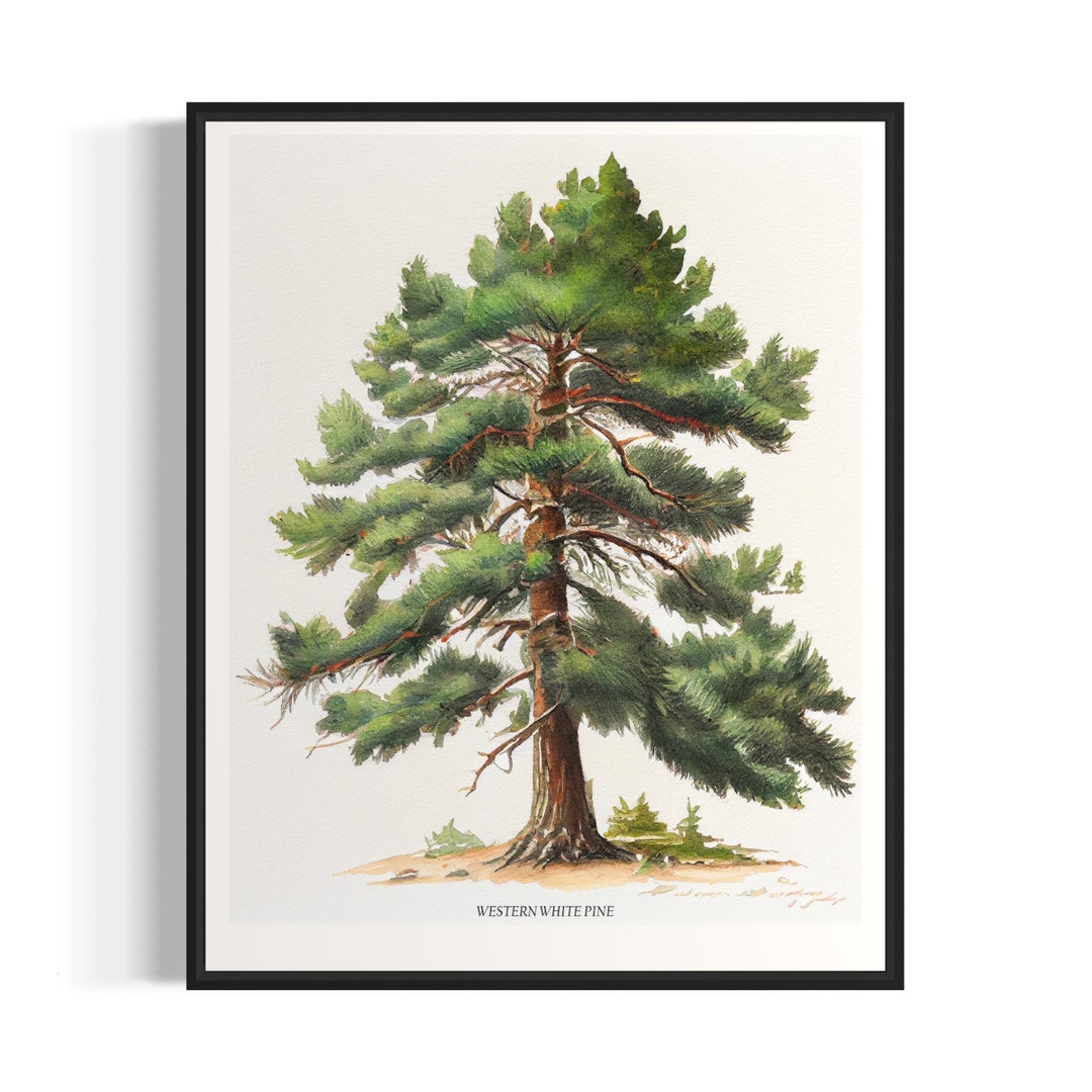 Western White Pine Tree Art Print, Western White Pine Tree Wall Art ...
