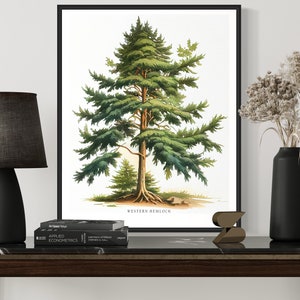 Western Hemlock Tree Art Print, Western Hemlock Tree Wall Art Poster - Etsy