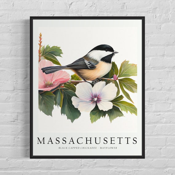 Massachusetts State Bird And Flower Massachusetts State Symbols Clip