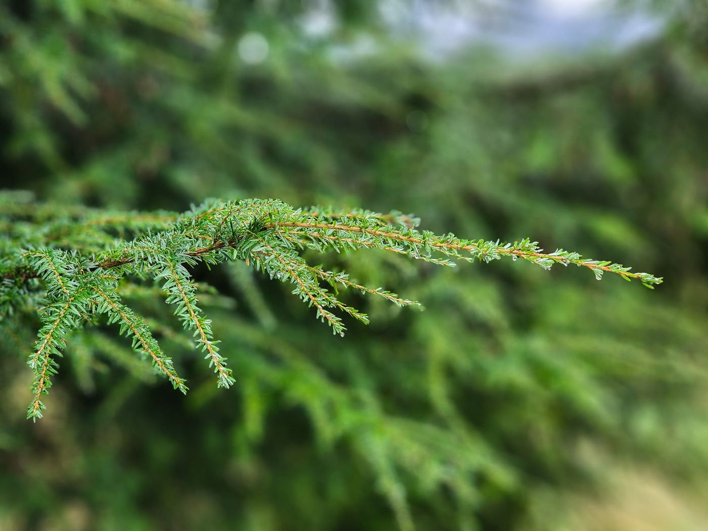 Fresh Western Hemlock Boughs - Etsy