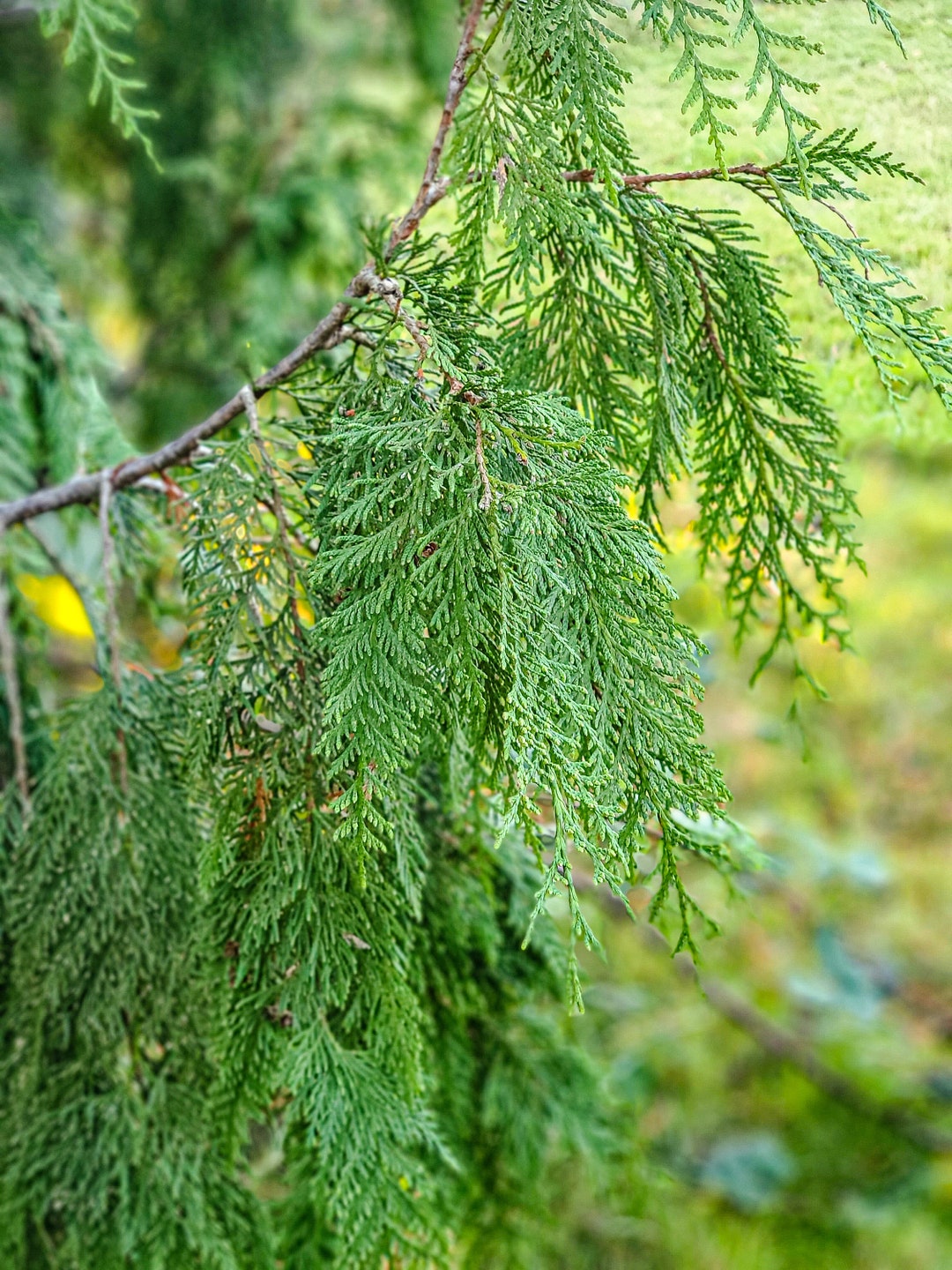 Freshly Harvested Cedar Boughs - Etsy