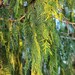 Freshly Harvested Cedar Boughs - Etsy