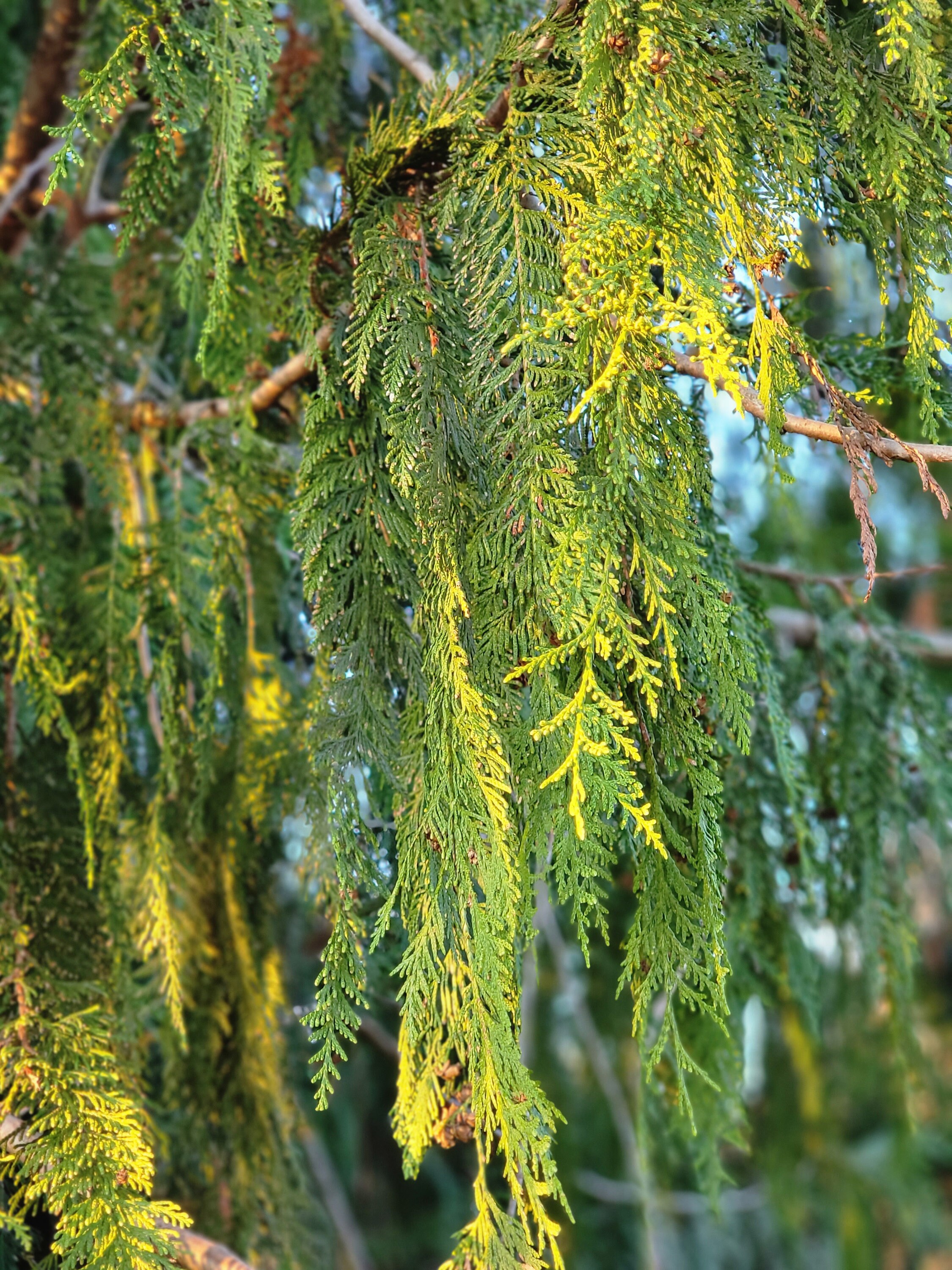 Freshly Harvested Cedar Boughs - Etsy