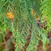 Freshly Harvested Cedar Boughs - Etsy