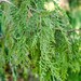 Freshly Harvested Cedar Boughs - Etsy