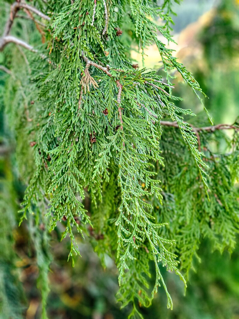 Freshly Harvested Cedar Boughs - Etsy