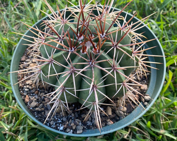 Echinocactus Texensis Horse Crippler Cactus - Etsy