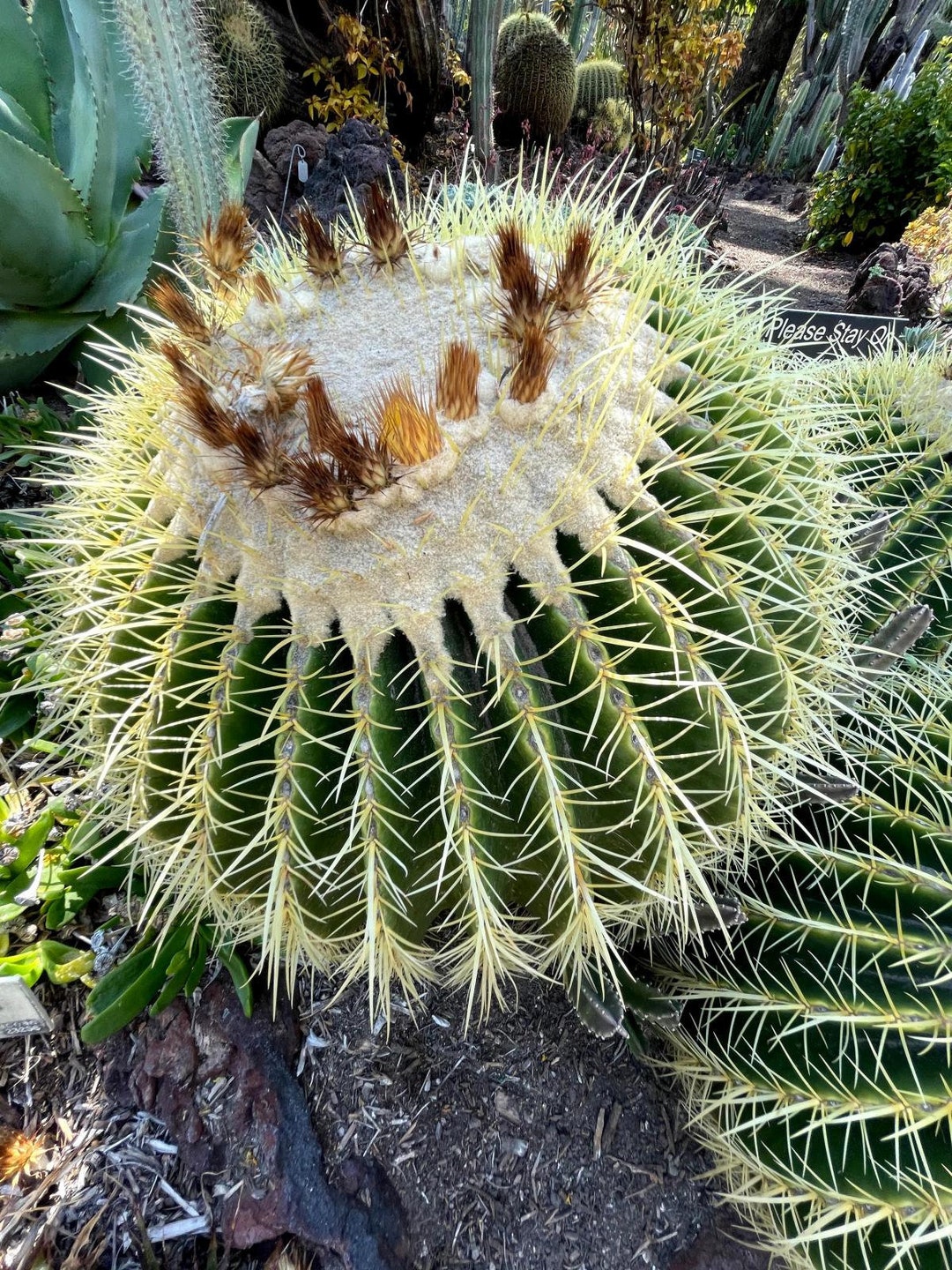 Golden Barrel Cactus Seeds - 30 - Etsy