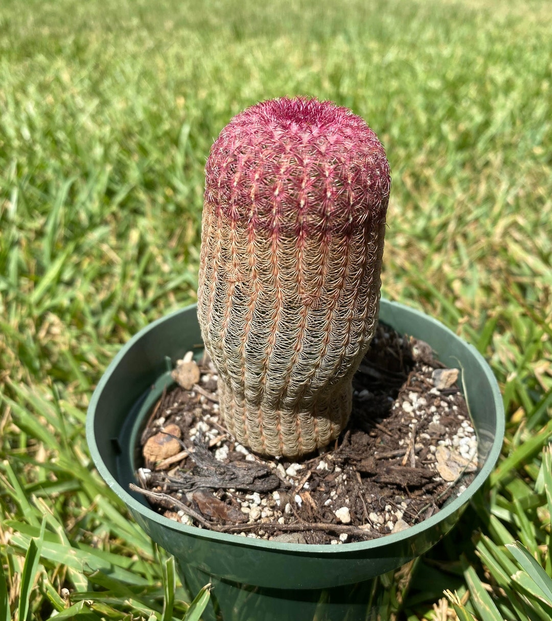 Rainbow Cactus Echinocereus Rigidissimus - Etsy