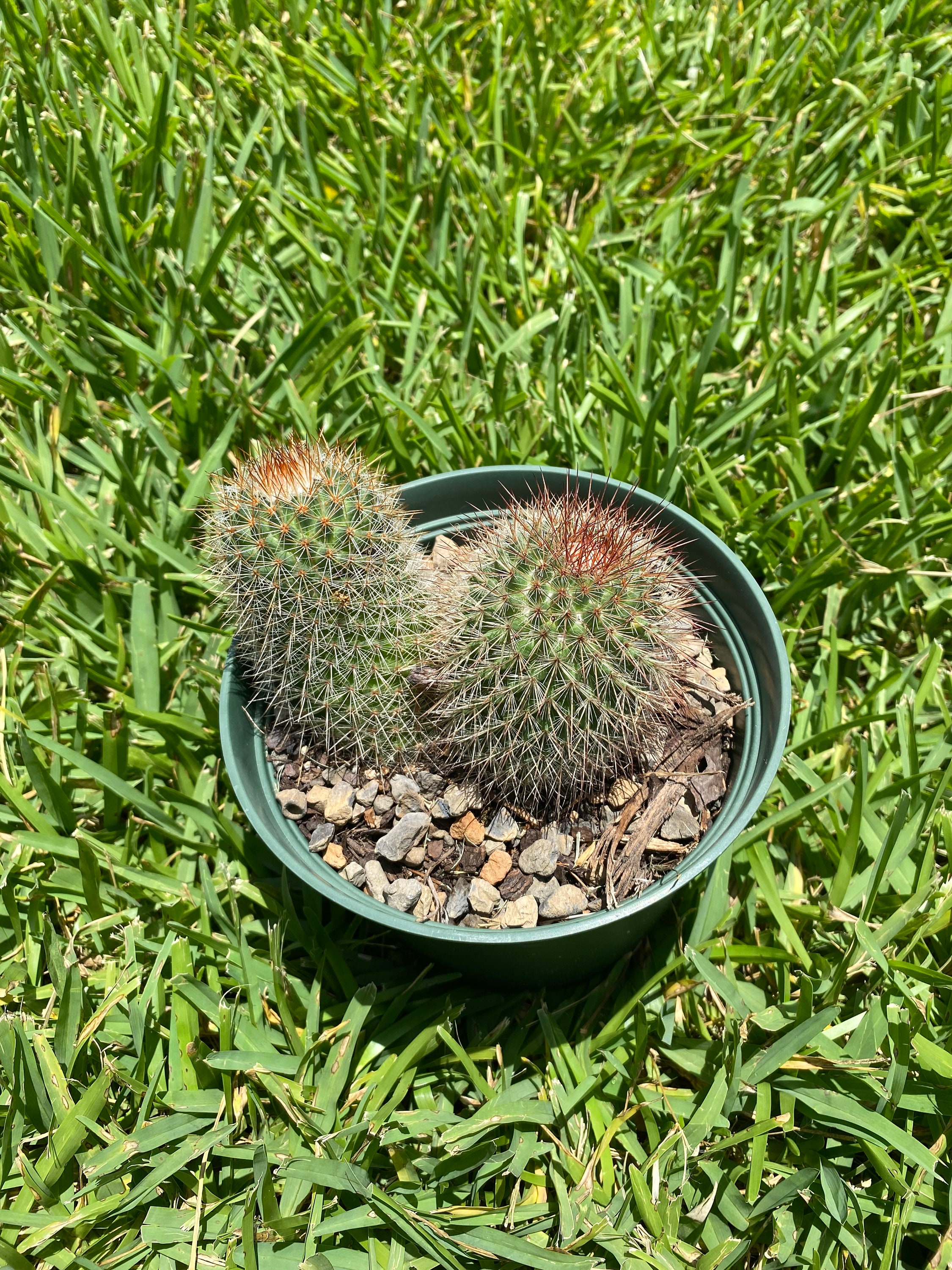 Mammillaria Spinosissima - "red-headed Irishman" - Pair - Etsy