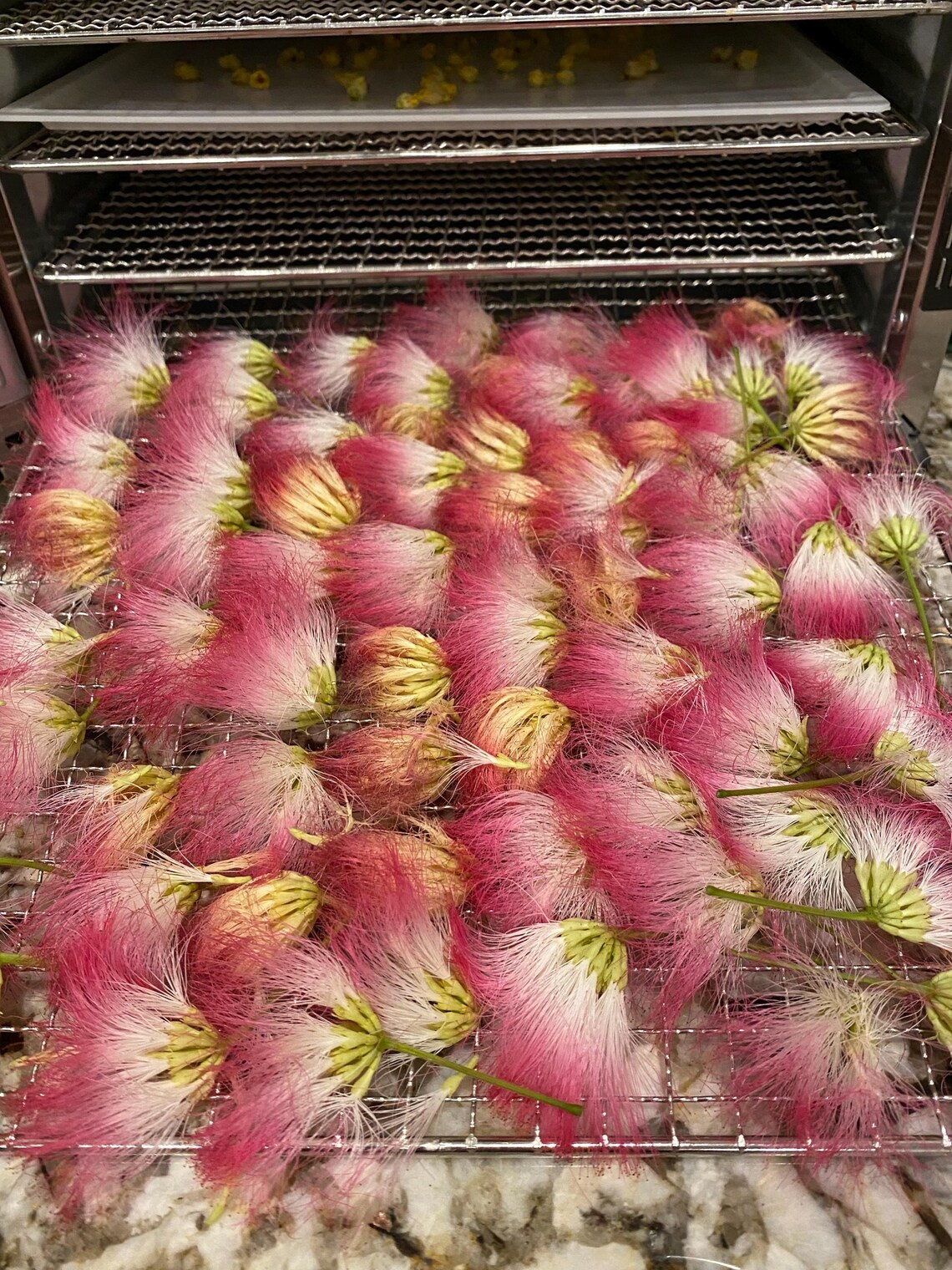 Organic Mimosa Flower Extract - Etsy