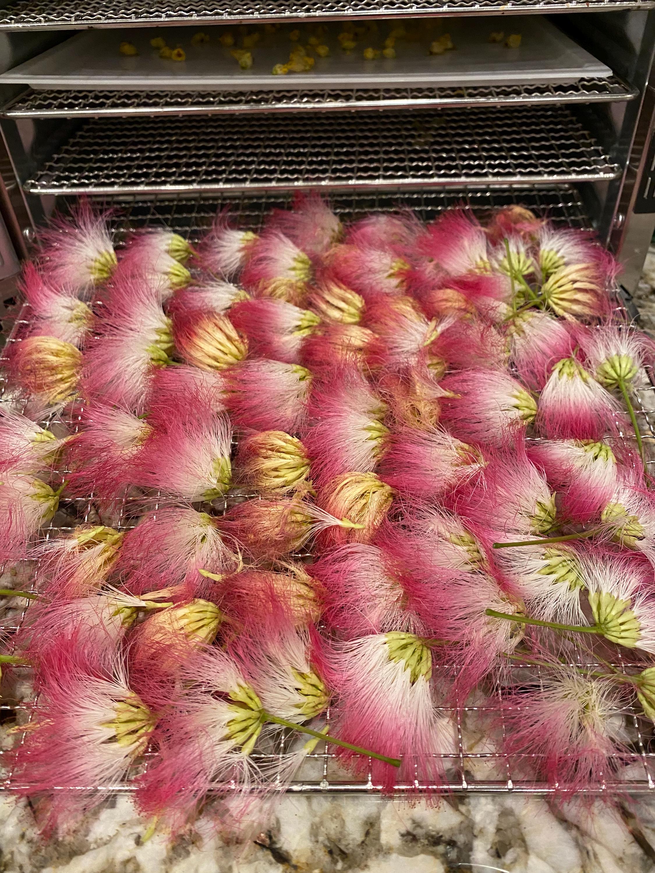 Organic Mimosa Flower Extract - Etsy