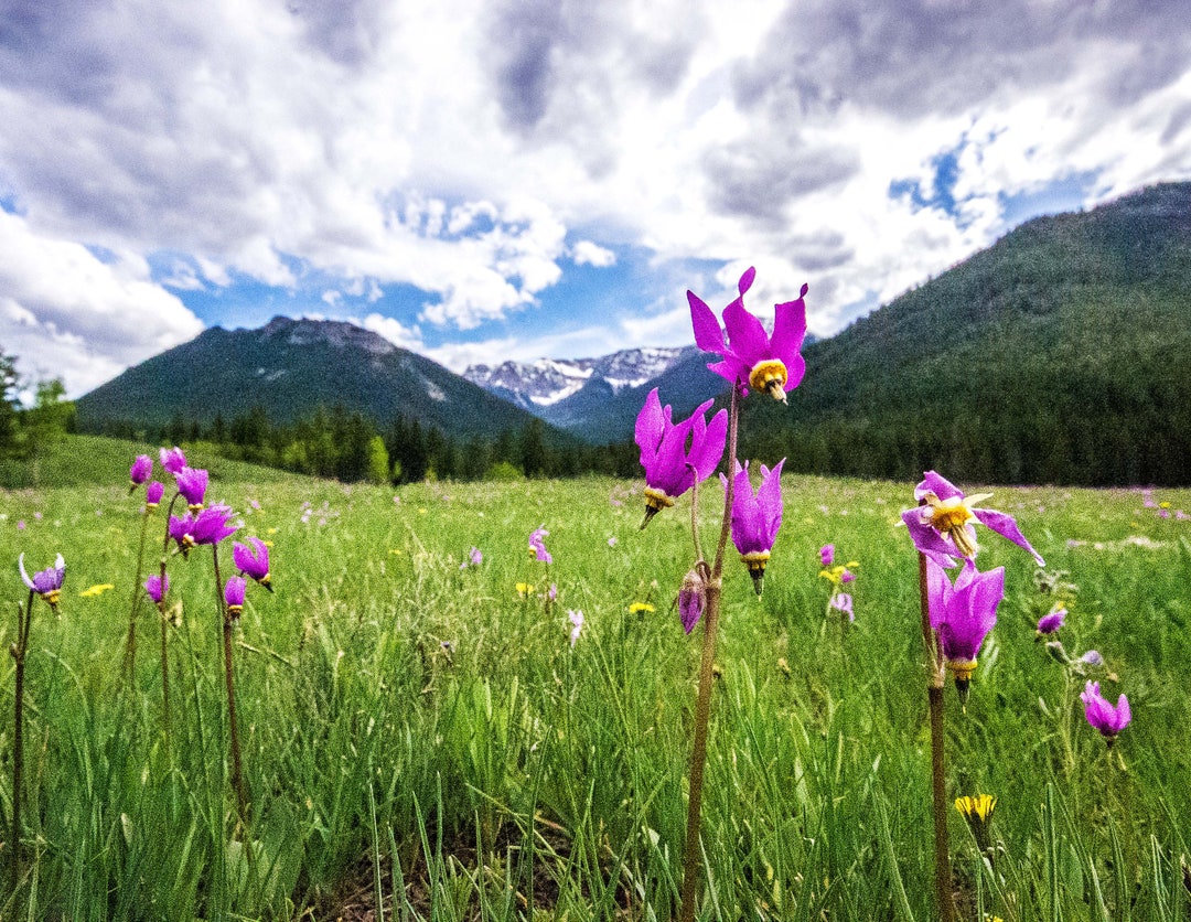 Spring Wildflowers/montana Landscape Photography/mountain Wildflowers ...