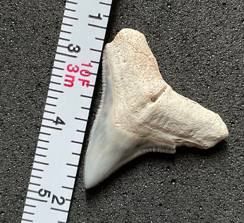 Carcharhinus Leucas (bull Shark), Bone Valley Shark Tooth - Etsy