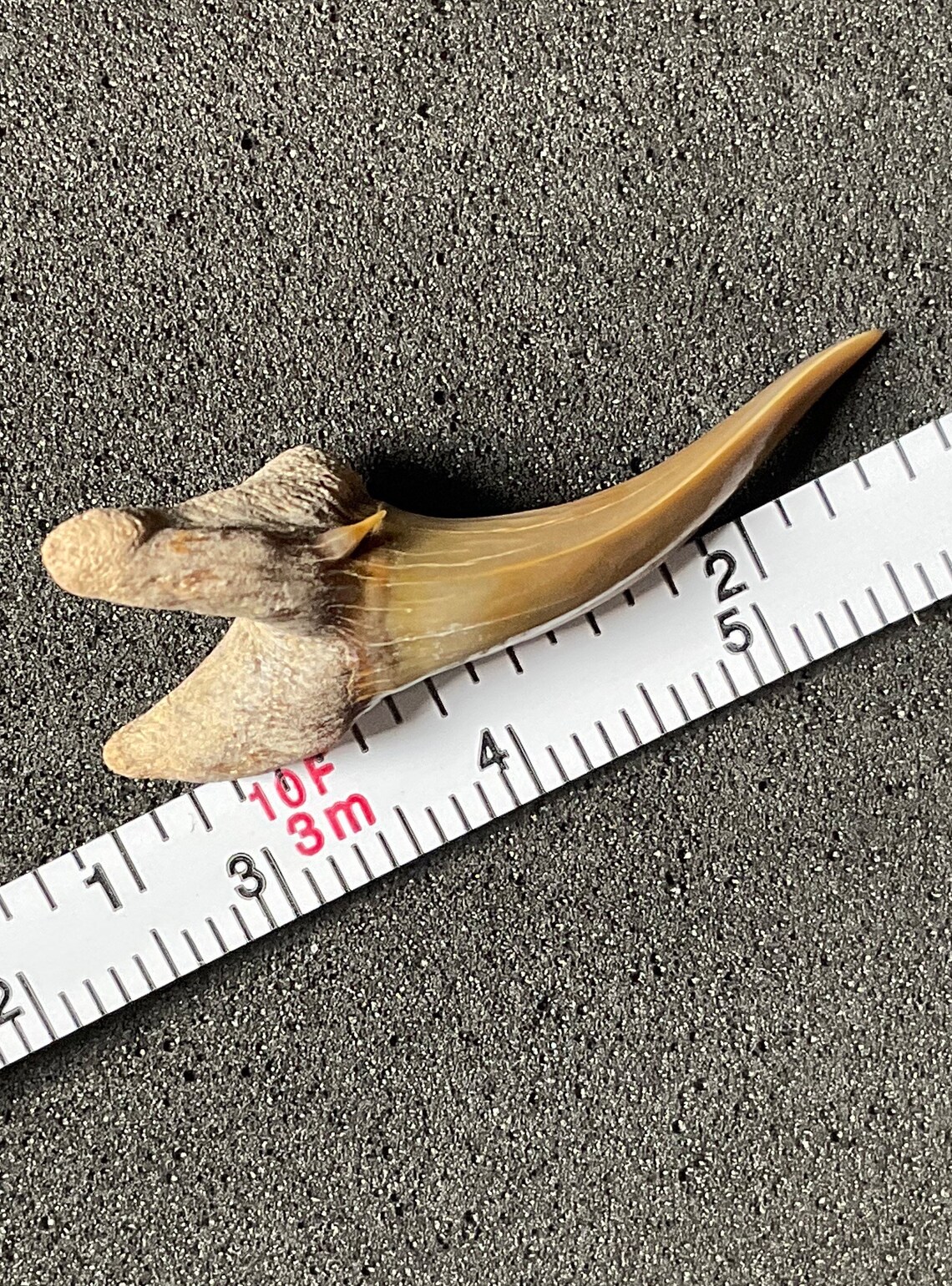 Carcharia Taurus (sand Tiger Shark), Bone Valley Shark Tooth - Etsy