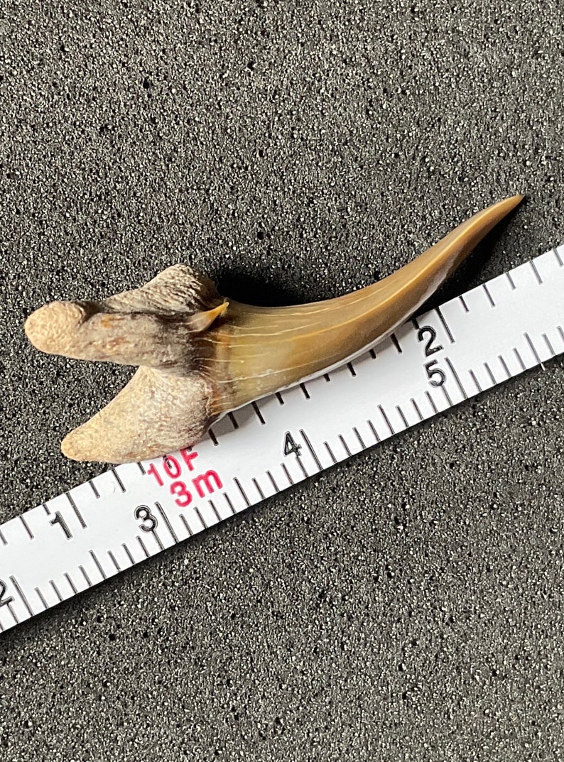 Carcharia Taurus (sand Tiger Shark), Bone Valley Shark Tooth - Etsy