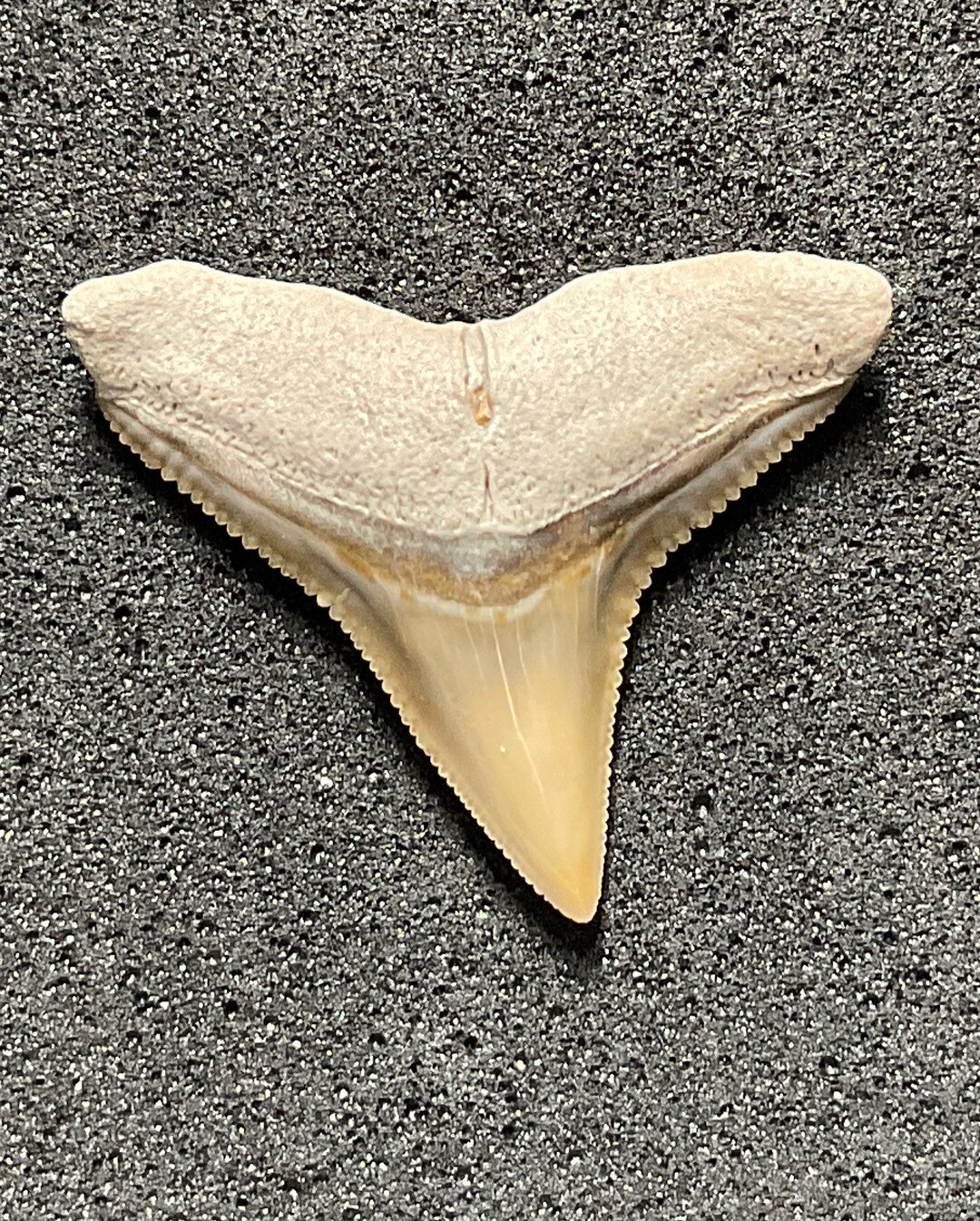 Carcharhinus Leucas (bull Shark), Bone Valley Shark Tooth - Etsy