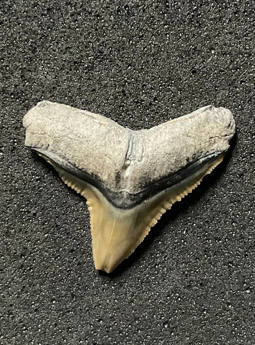 Carcharhinus Leucas bull Shark Bone Valley Shark Tooth - Etsy