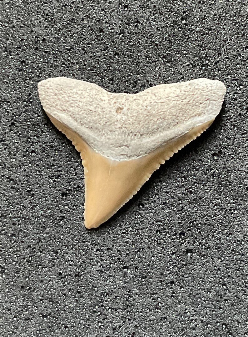 Carcharhinus Leucas (bull Shark), Bone Valley Shark Tooth - Etsy