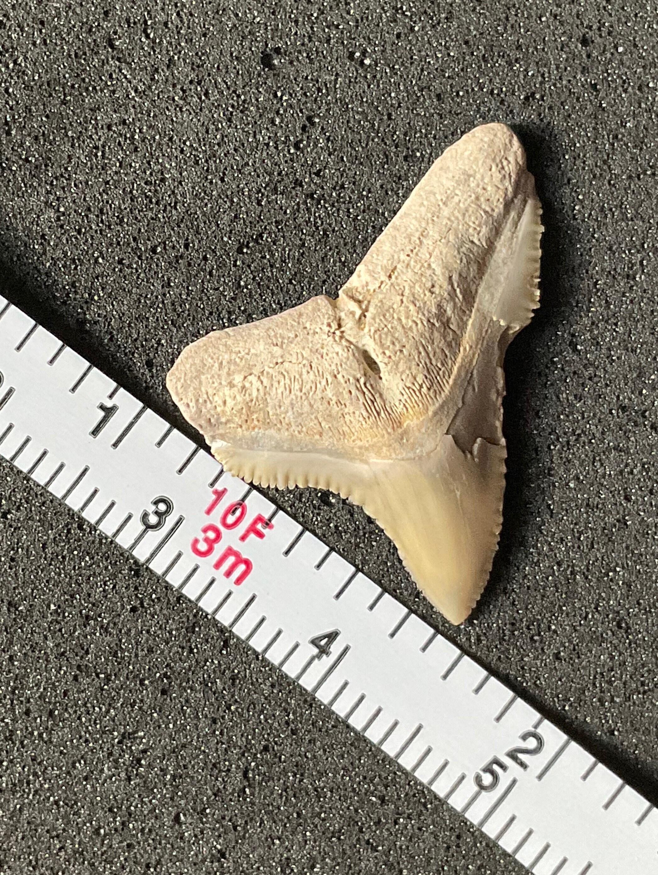 Carcharhinus Leucas bull Shark Bone Valley Shark Tooth - Etsy