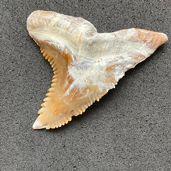 Snaggletooth Shark - Etsy