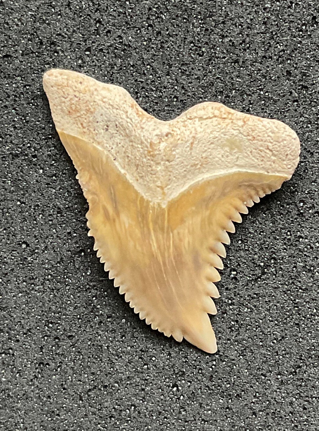 Hemipristis Serra (snaggletooth Shark), Bone Valley Shark Tooth - Etsy