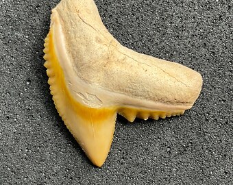 Nurse Shark Tooth - Etsy