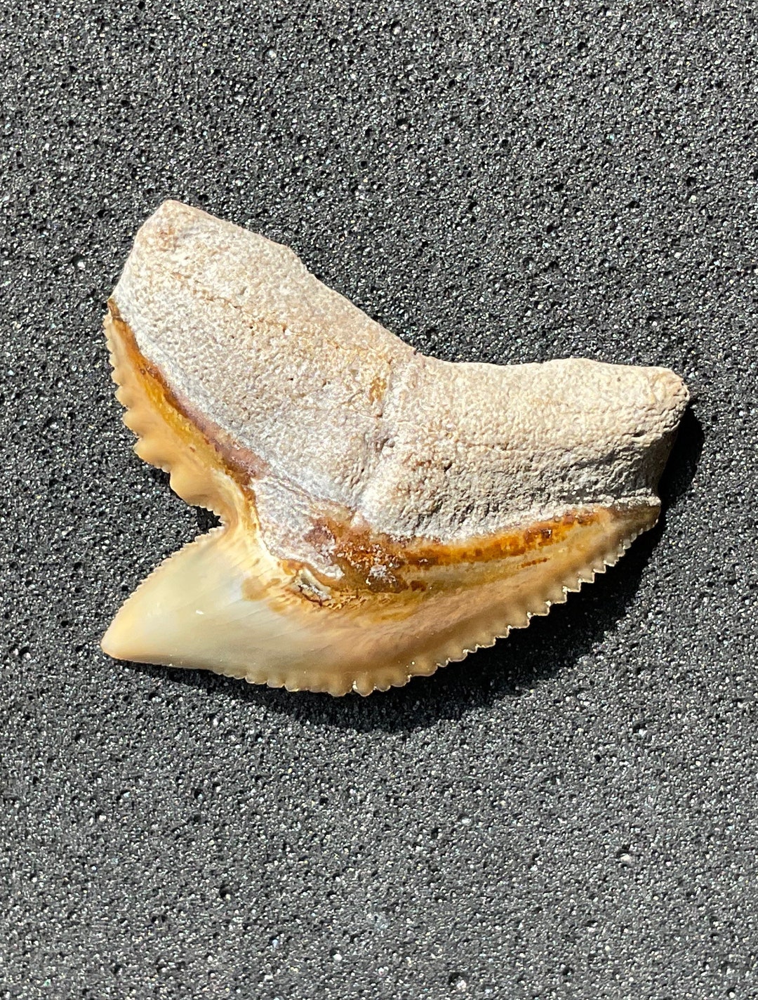 Galeocerdo Cuvier tiger Shark Bone Valley Shark Tooth - Etsy