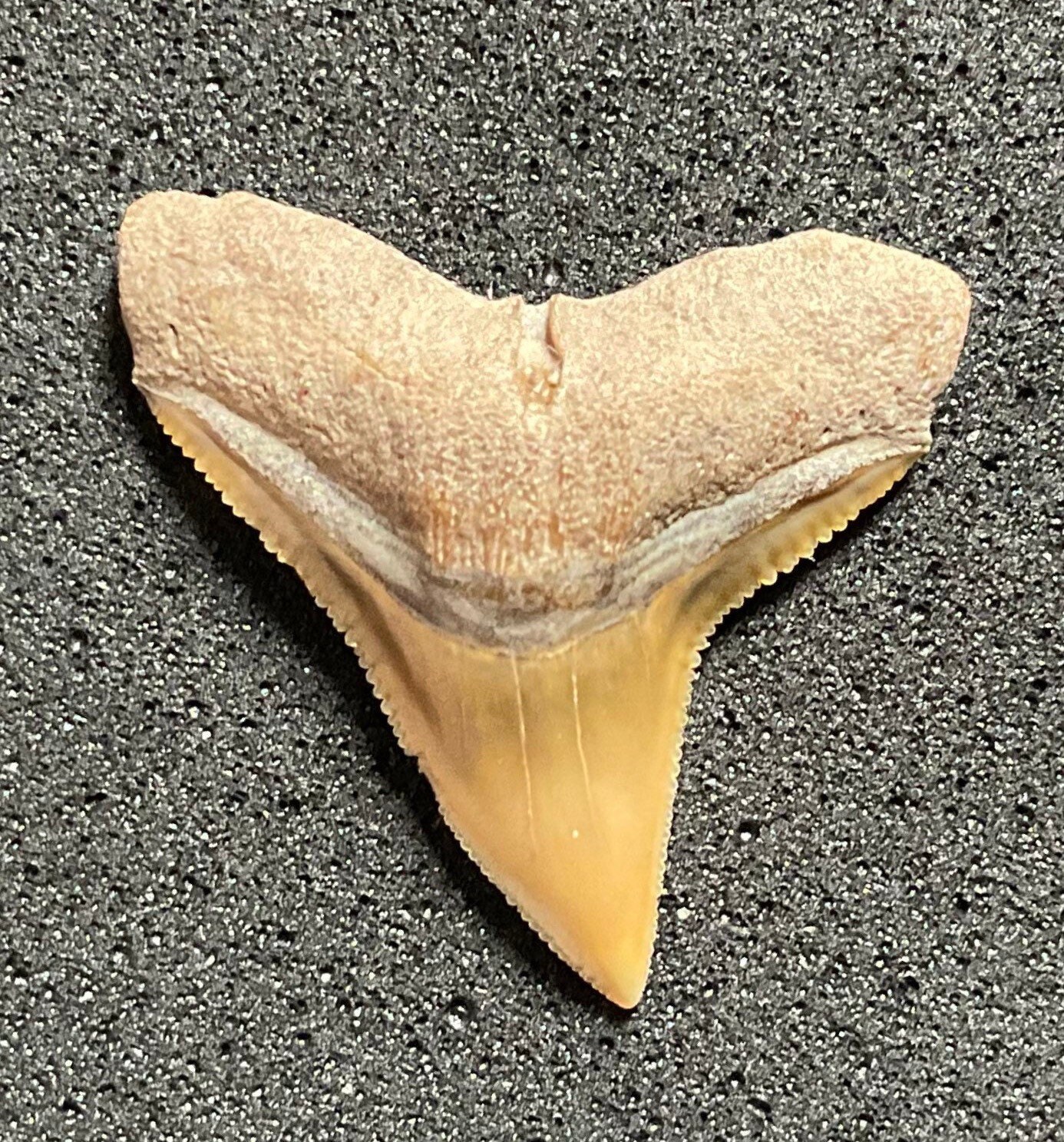 Carcharhinus Leucas, Bone Valley Shark Tooth - Etsy