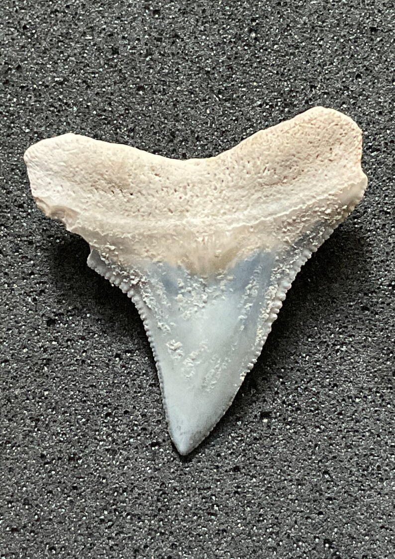 Carcharhinus Leucas (bull Shark), Bone Valley Shark Tooth - Etsy