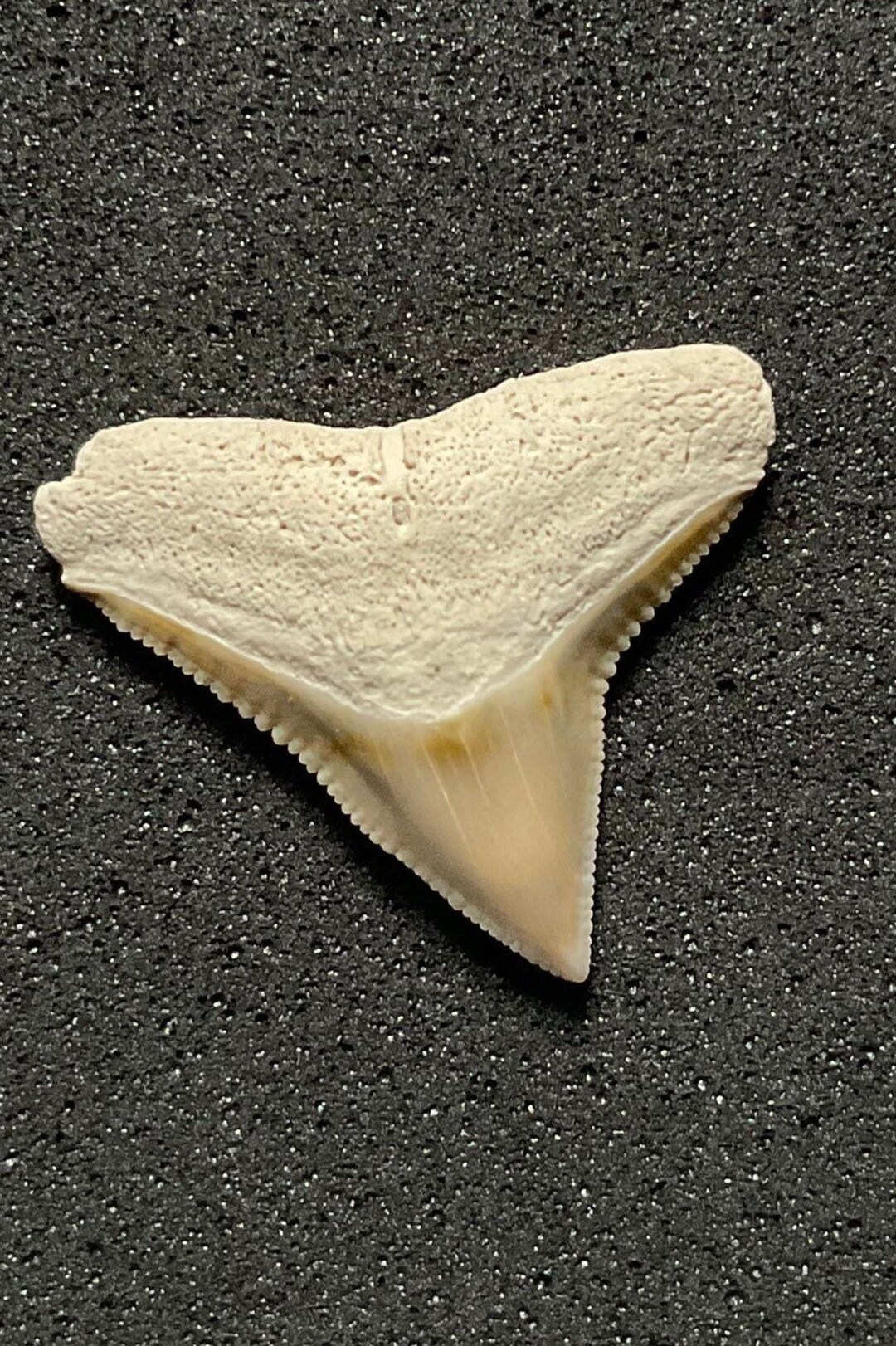 Carcharhinus Leucas bull Shark, Bone Valley Shark Tooth - Etsy