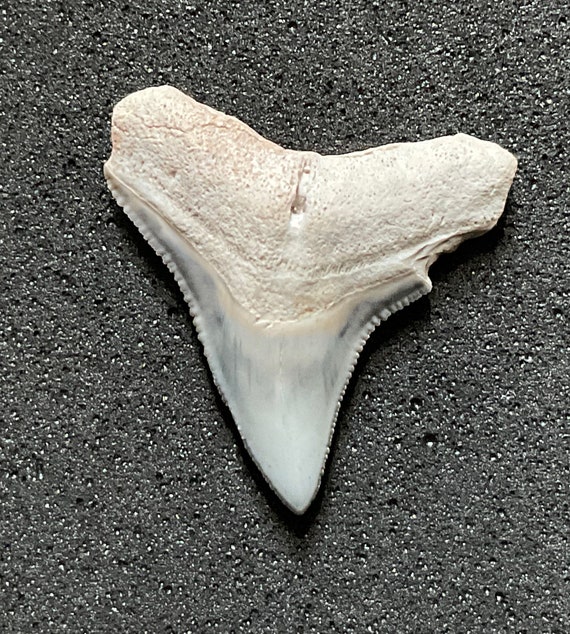 Carcharhinus Leucas bull Shark Bone Valley Shark Tooth - Etsy