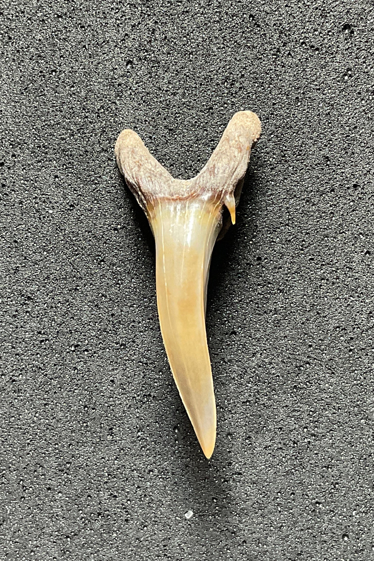 Carcharia Taurus (sand Tiger Shark), Bone Valley Shark Tooth - Etsy